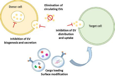 Schematic Representation Of EV Based Strategies For CSC Targeting And Download Scientific