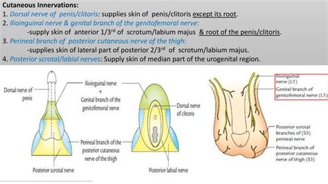 Perineum And External Genitalia Pptx Obscenity And Profanity