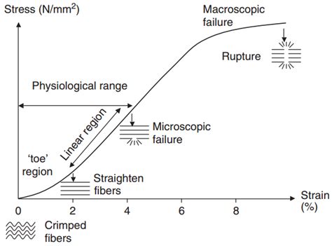 Tendon Anatomy Physiopedia