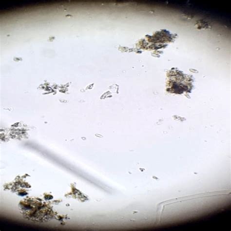 Contrast Stretching Object Detection Dataset And Pre Trained Model By Microbiology