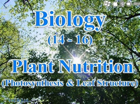Bio41 Photosynthesis And Leaf Structure Teaching Resources