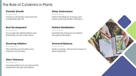 The Role Of Cytokinins In Plants Ppt Powerpoint St Ai Ss Ppt Template