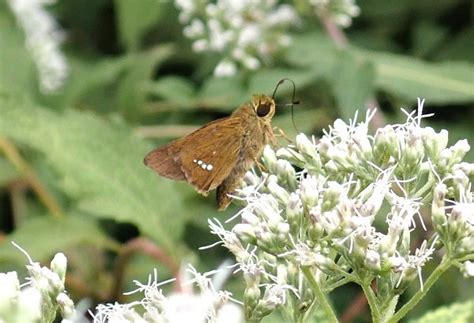 イチモンジセセリ チャバネセセリ こぎつねさんぽに出かけよう