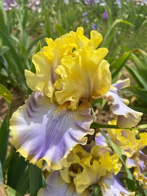 repertoire ripple effect iris farm