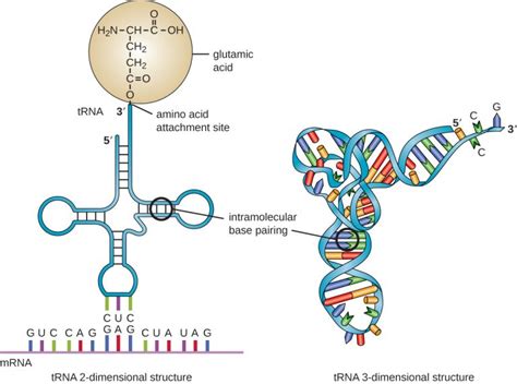 Trnas Act As An Adaptor Between Mrna And Amino Acid Chromosomes Genes And Traits An