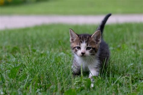 Tiny Stray Kitten Walks Straight Into His Forever Home After Woman Who