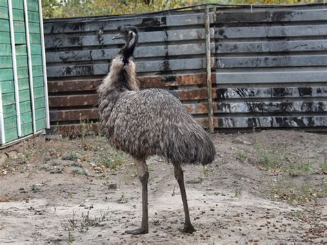 Dromaius Novaehollandiae Emu In South Bird Park Malinki