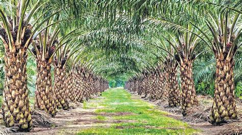 Pests In Oil Palm ఆయిల్‌ పామ్‌ సాగులో తెగుళ్ల నివారణ Namasthe Telangana