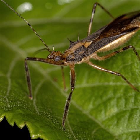 Assassin Bugs Stl Pest Control