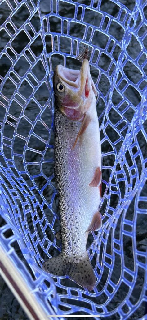 104 Best Cutbow Images On Pholder Flyfishing Troutfishing And Fishing