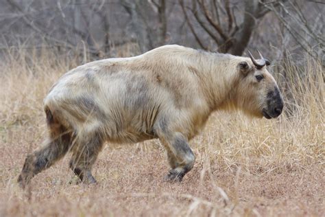 15 Animaux De La Forêt En Voie De Disparition Conservation Nature