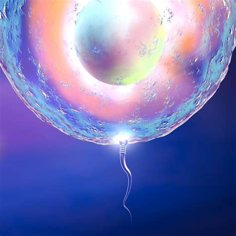Conception Ovum And Sperm Stock Illustration Illustration Of Premature