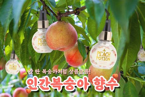 이슈데일리 🍑🍑요즘 난리난 인간복숭아 향수🍑🍑 기분 좋게 상콤달콤해서 진짜 복숭아 그 자체래😍