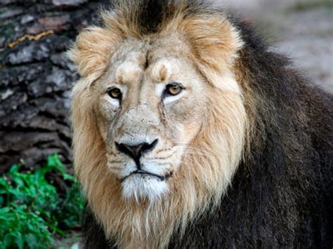 All About Leo - Beliefnet