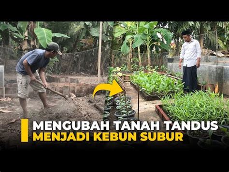 40 Hari Megubah Lahan Tandus di Samping Rumah Menjadi Kebun Sayur Yang Subur dan Menyegarkan ...
