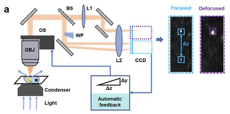 纳米尺度下的单粒子追踪，厦门大学方宁团队用 Ai 奏响「细胞里的摇滚」