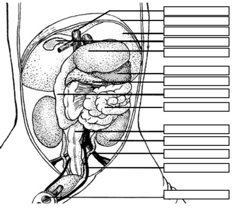Practice Labeling Diagram Quizlet