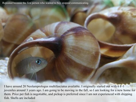 Shell Dwelling Cichlids For Sale