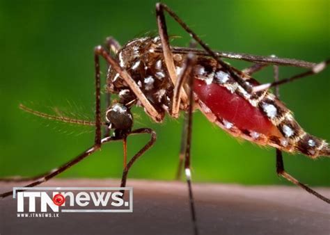 චිකුන්ගුන්යා රෝග ව්‍යාප්තියේ වර්ධනයක් Itn News