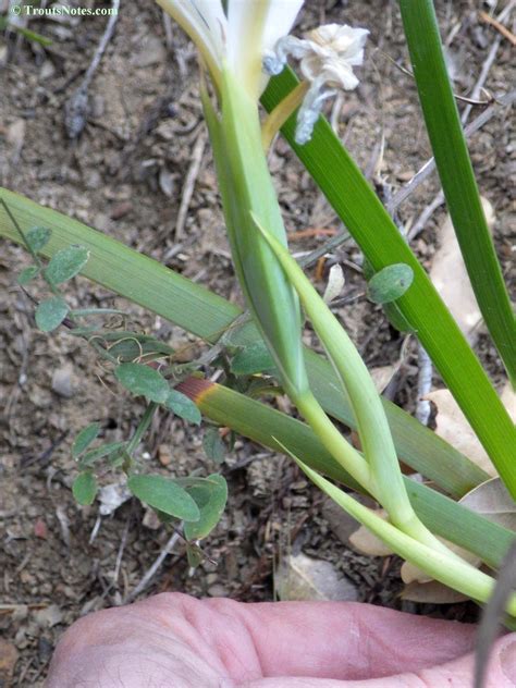 Natural Iris Hybrids Trouts Notes