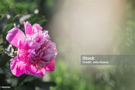 피는 분홍색 모란의 클로즈업 해질녘 빗방울 속의 꽃과 꽃봉오리 녹색 자연 배경입니다 꽃이 만발한 정원 아름다운 보케 0명에 대한 스톡 사진 및 기타 이미지 Istock