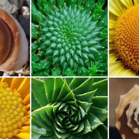 Discover The Fascinating Patterns Of Logarithmic Spirals In Nature
