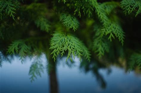 긴 나뭇잎 녹색 상록수 수직 쐈어 식물 유칼립투스 자연에 관한 무료 스톡 사진
