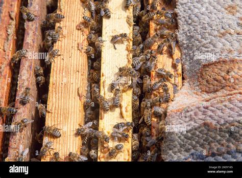Frames Of A Beehive Close Up View Of The Opened Hive Body Showing The Frames Populated By Honey