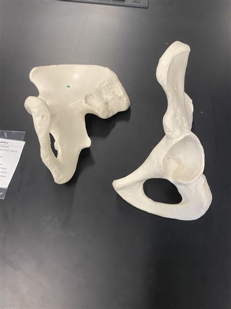Pelvic Gridle 2 Diagram Quizlet