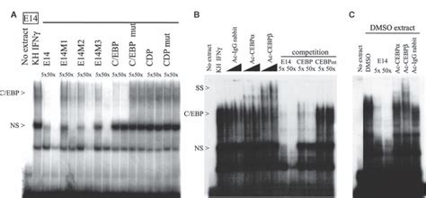 The NRAMP proximal site E is bound in vitro by C EBPβ and C EBPα Download Scientific
