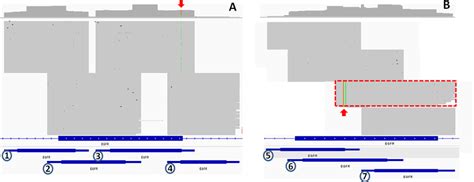 Common Artifacts From Pcr Based Target Enrichment A Amplicon Biased Download Scientific