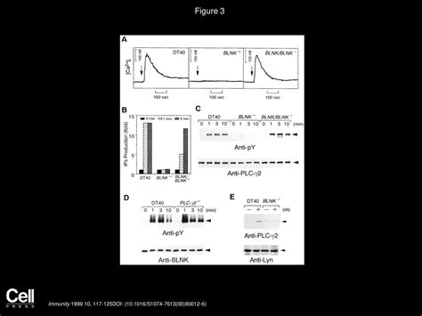 blnk required for coupling syk to plcγ2 and rac1 jnk in b cells ppt