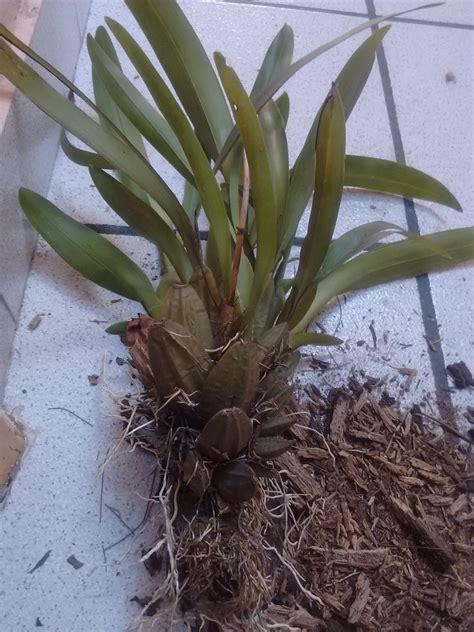 Cultivo De Orquideas En Casa