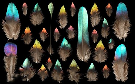 Bird Feather Wallpaper Wallpapersafari