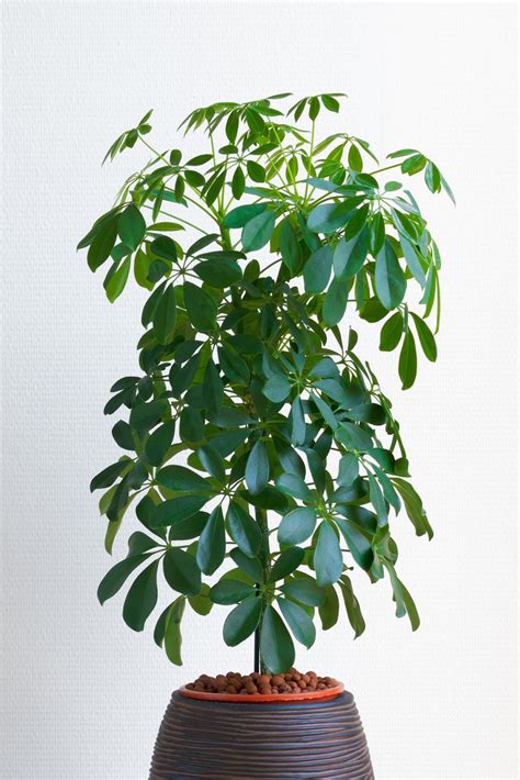 House Plants That Look Like Small Trees At Jerry Fagan Blog