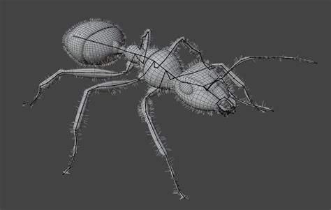 Ant Rigged Blender Market