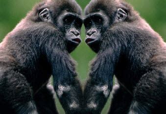 Cara Copy Mirror Di CorelDRAW Belajar CorelDRAW