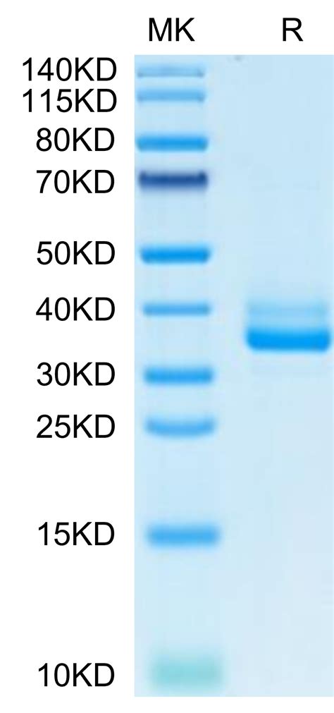 Mouse Ige Protein Recombinant Reprokine
