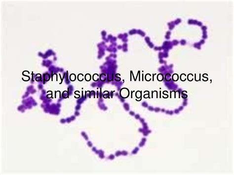 SOLUTION Staphylococcus Micrococcus And Similar Organisms Studypool