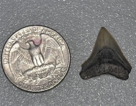 Image Member Collections The Fossil Forum