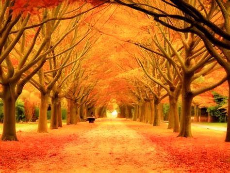 가을 시즌 벽지의 아름다운 길 삽화 가을 시즌 벽지의 아름다운 길 계절 배경 일러스트 및 사진 무료 다운로드 Pngtree