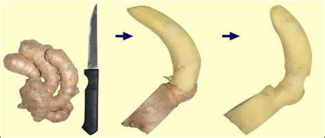 Figging Learn About BDSM And This Botanical Butt Plug LOVENSE BLOG