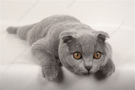 Blue Scottish Fold Cat Stock Image C0520112 Science Photo Library