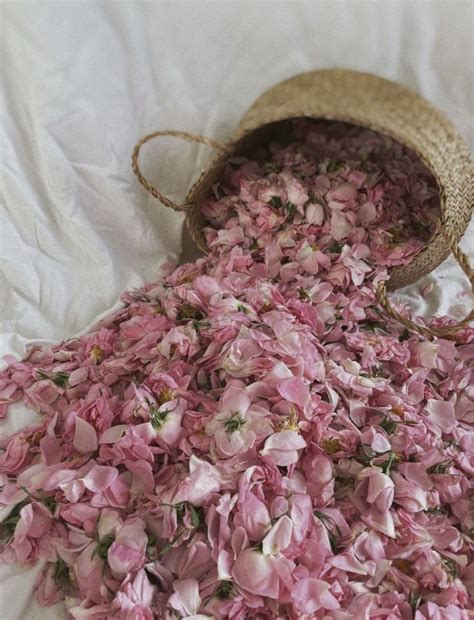 Pin by liza mari on beauty | Pink petals, Rosé aesthetic, Pink aura