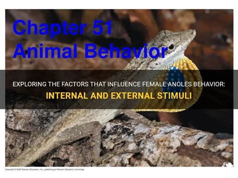 exploring the factors that influence female anoles behavior internal