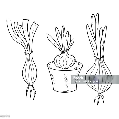 수집 양파 야채입니다 냄비에 양파 양상추와 전구 묘목 격리된 벡터 선형 손으로 그린 낙서 개체 그룹에 대한 스톡 벡터 아트 및 기타 이미지 Istock