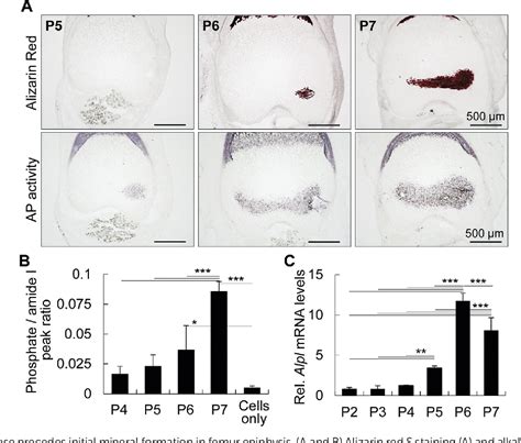 Figure 1 From Rapid Bioinspired Mineralization Using Cell Membrane