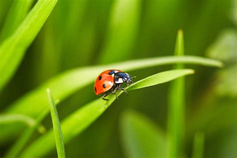 Pesticide Side Effect Database Iobc Wprs