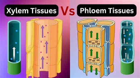 Structure Of Phloem