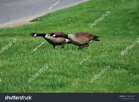 Angry Goose Attack